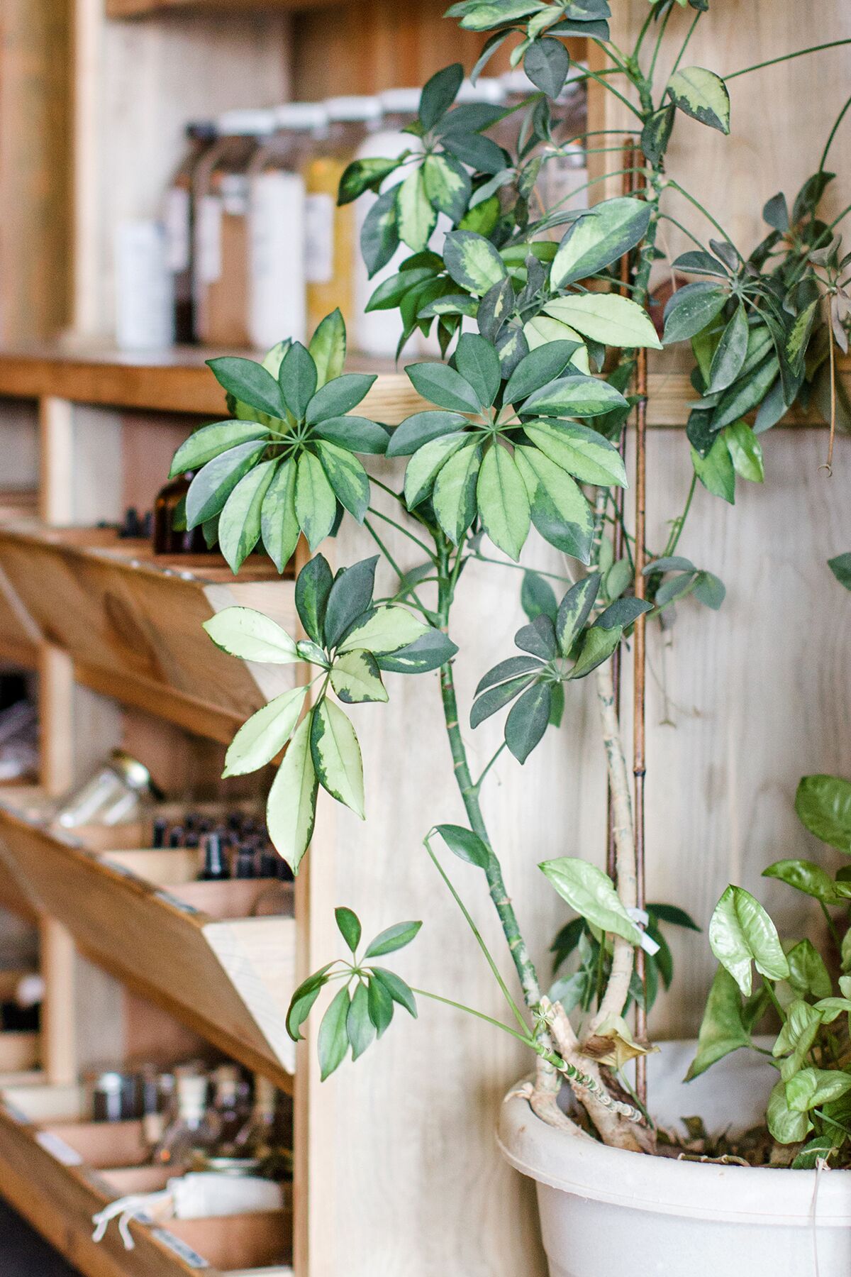 Workshops & Events - Golden Poppy