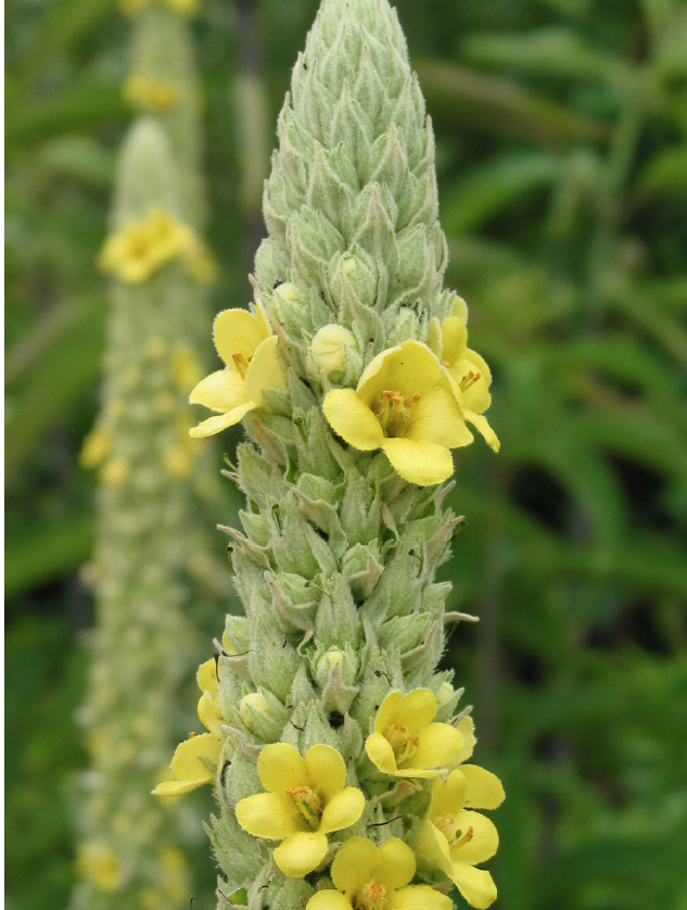 Mullein Materia Medica - Golden Poppy
