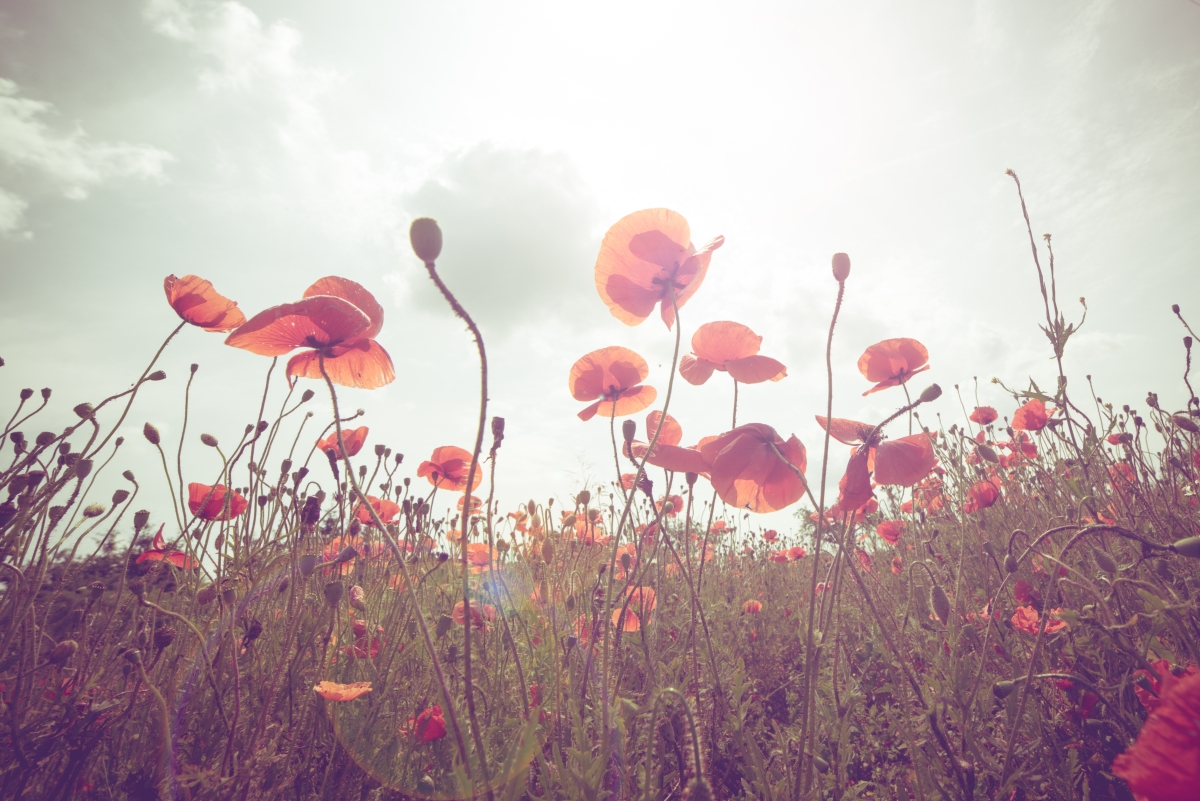 Special Events - Golden Poppy