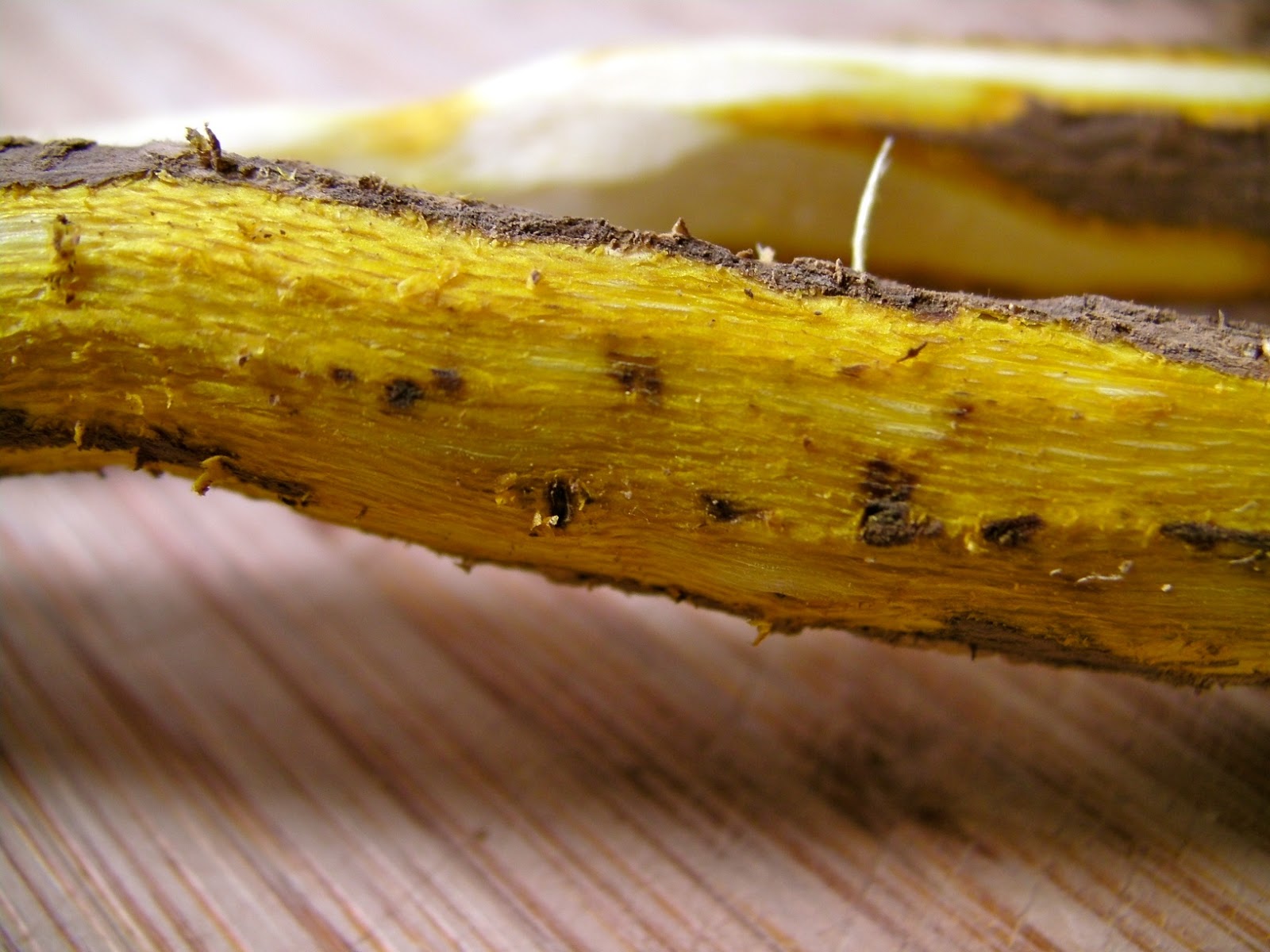 Oregon Grape Root - Golden Poppy